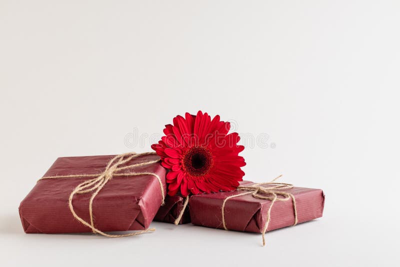 Red Gebera Flower with Different Objects on White Stock Image - Image ...