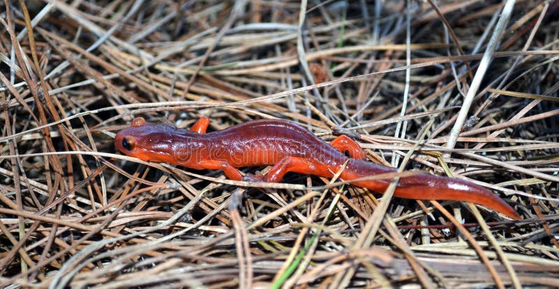 Red Gecko stock photo. Image of slick, gecko, reptile - 24744816
