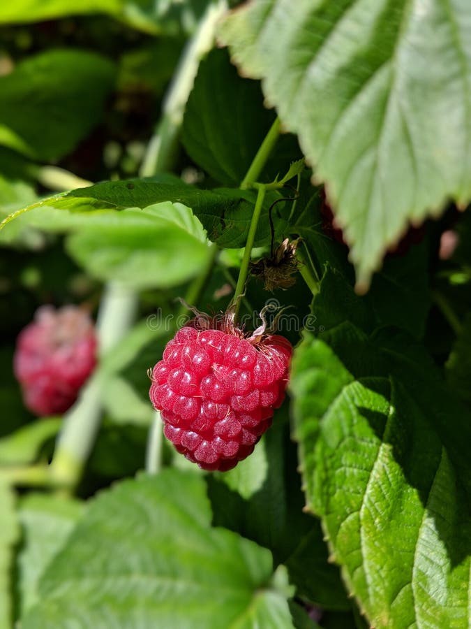 Red gem stock image. Image of fresh, raspberry, field - 122478669