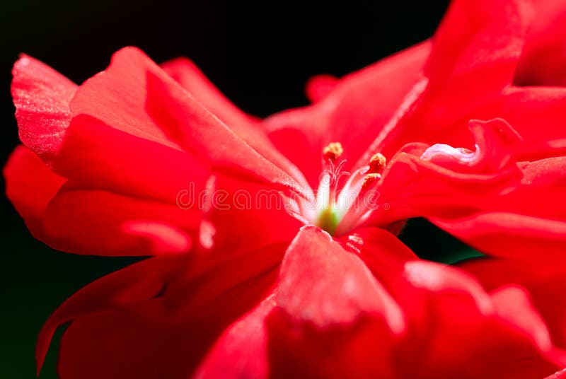 Red Geranium Flower Background Stock Photo - Image of plant, space ...
