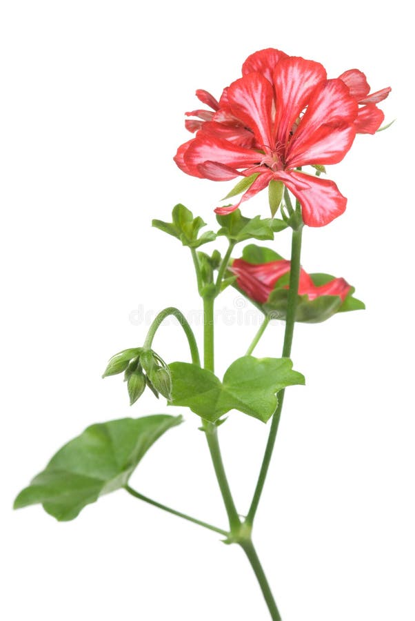 Red geranium stock image. Image of flower, white, stamen - 15607701