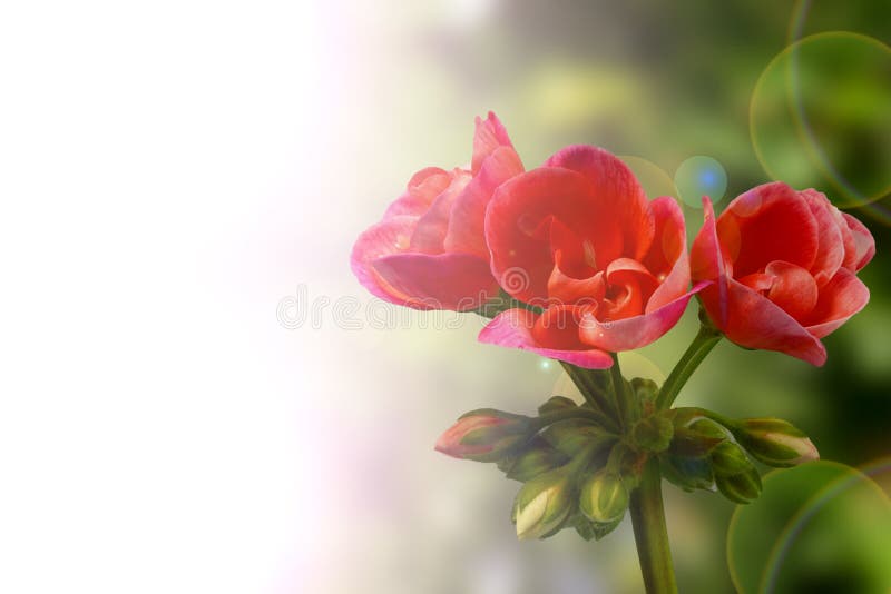 Red Geranium background stock photo. Image of detailed - 20714666