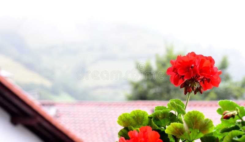 Red geranium on a balcony stock photo. Image of flora - 178773212