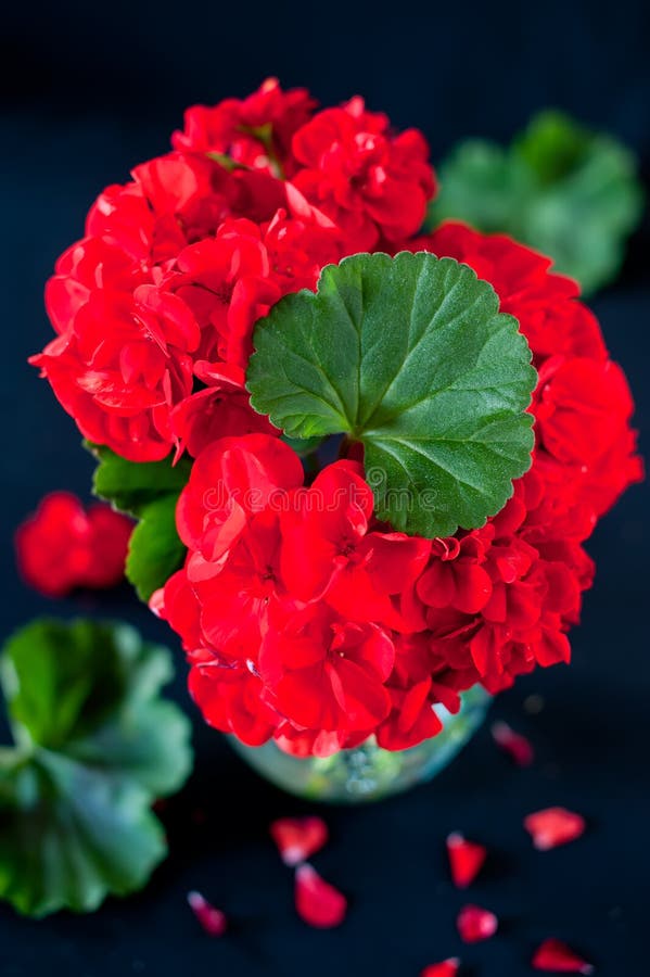 Red Geranium in black stock image. Image of arrangement - 31316591