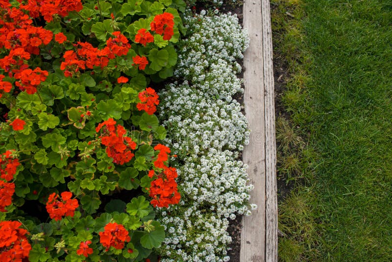 A geranium plant stock photo. Image of colored, isolated - 240888