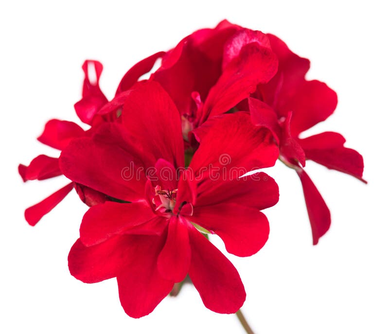 Geranium flower stock photo. Image of macro, green, isolated - 45554912