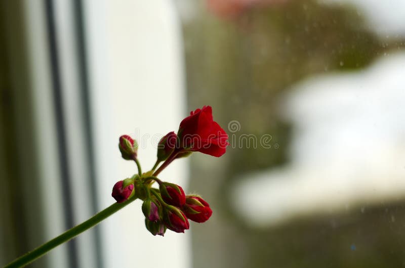 Red Geranium Bud, Pelargonium Hortorum with Red Flowers Buds Stock ...