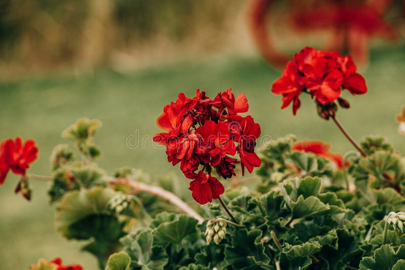 Red Geranium in Close-up in the Garden on a Green Background Stock ...