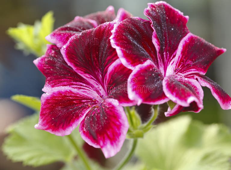 15,637 Summer Red Geranium Stock Photos - Free & Royalty-Free Stock ...