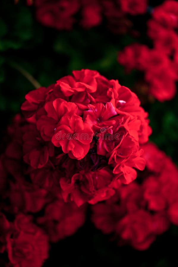 Red Geranium flower stock image. Image of life, beautiful - 14873685