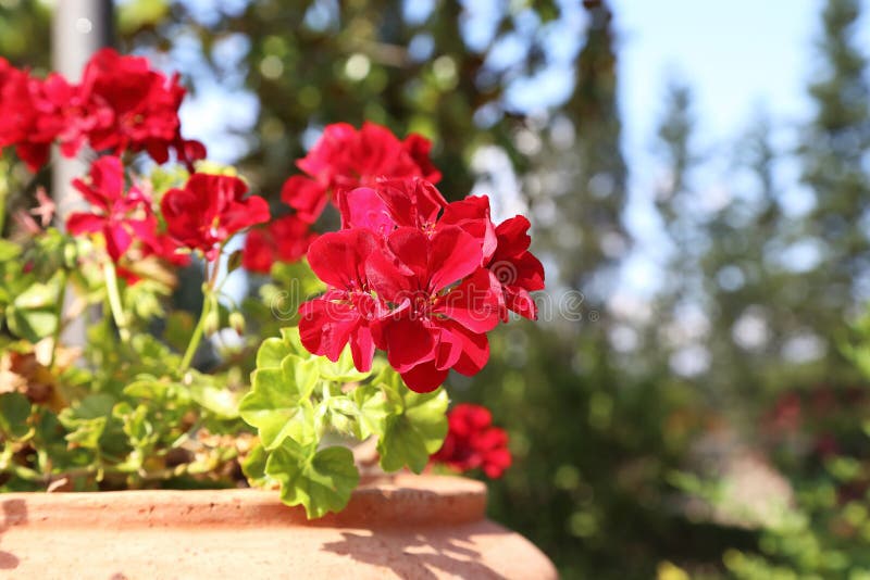 Red geranium flower stock photo. Image of flower, outdoor - 146735736