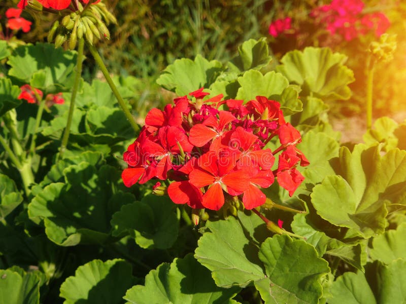 Red geranium flower stock image. Image of flora, grow - 325163319
