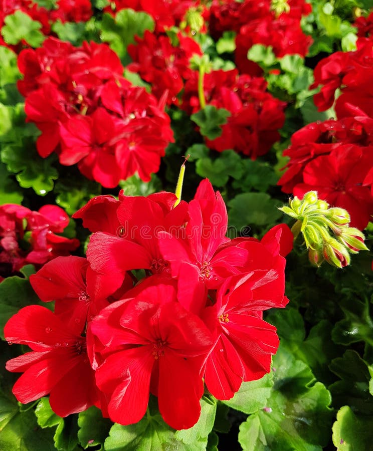 Red geranium flower stock photo. Image of essence, botanical - 142244218