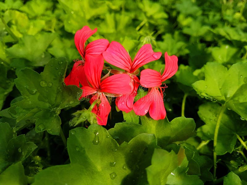 Red geranium flower stock image. Image of closeup, flowers - 142244457