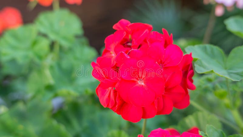 Red Geranium Flower in a Garden Stock Photo - Image of pelargonium ...