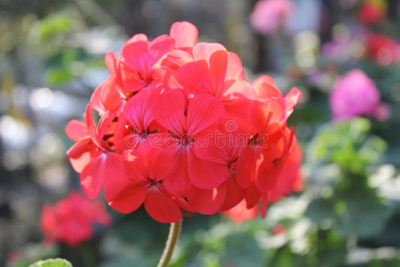Red geranium flower. stock image. Image of environment - 80185329