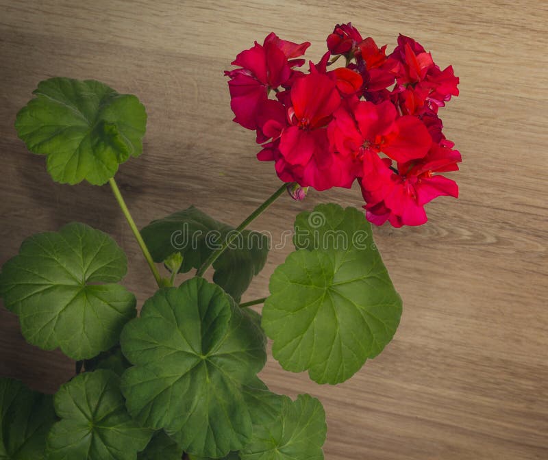Red Geranium flower stock photo. Image of pelargonium - 49033044