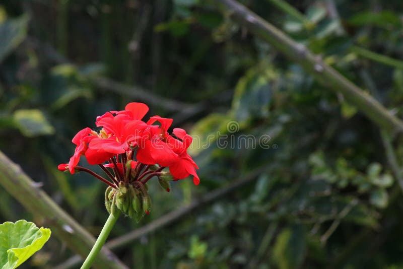 Red Geranium Flower Head in a Garden Stock Photo - Image of colour ...