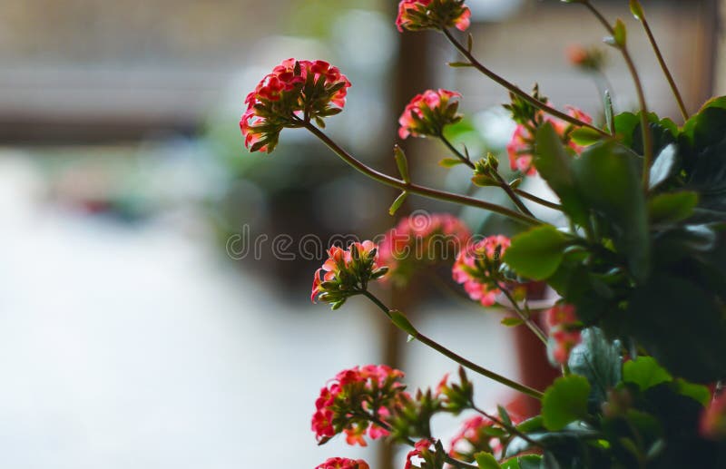 Red Geranium Flower Inside the Window Stock Photo - Image of houseplant ...