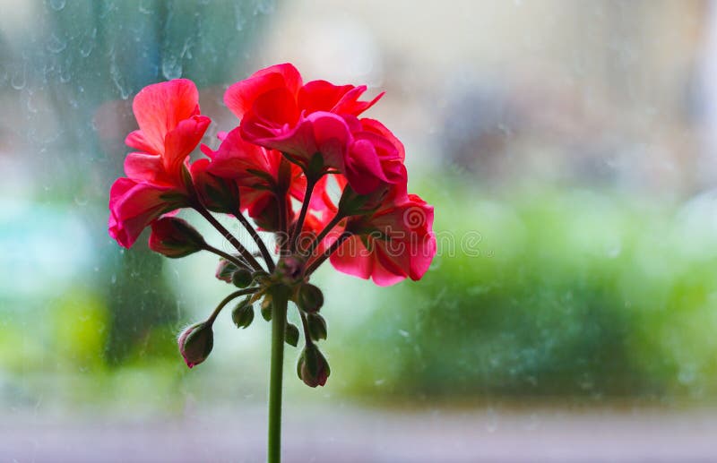 Red Geranium Flower Inside the Window Stock Photo - Image of plant ...