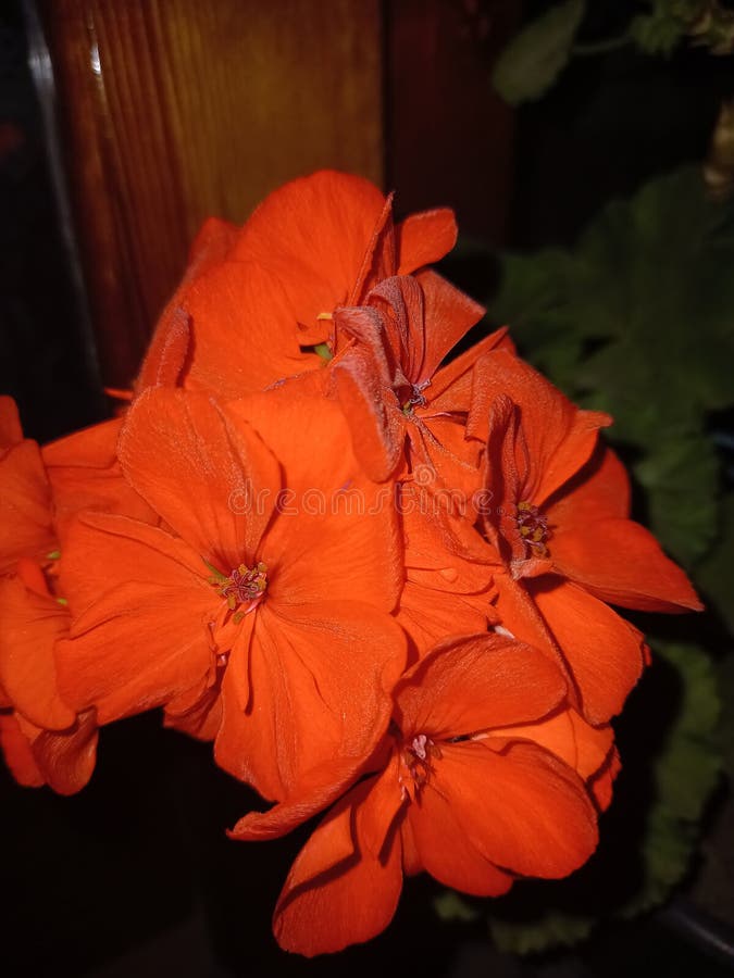 New Red Geranium Flower in Full Blossom at Night Stock Image - Image of ...