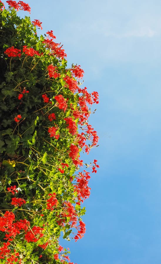 Red Geranium Flower Over Blue Sky Stock Photo - Image of plantae ...