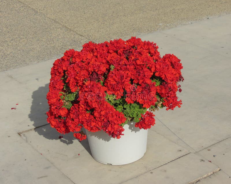 Red geranium flower stock image. Image of natural, geranium - 173509053
