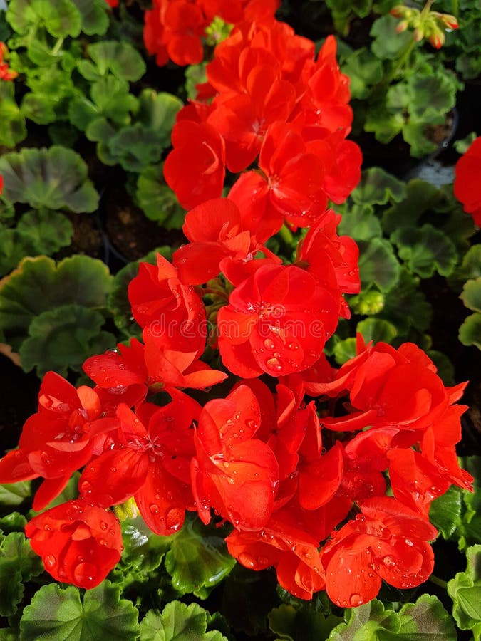 Red geranium flower stock photo. Image of geraniaceae - 142243856 Red geranium flower stock photo. Image of geraniaceae - 142243856