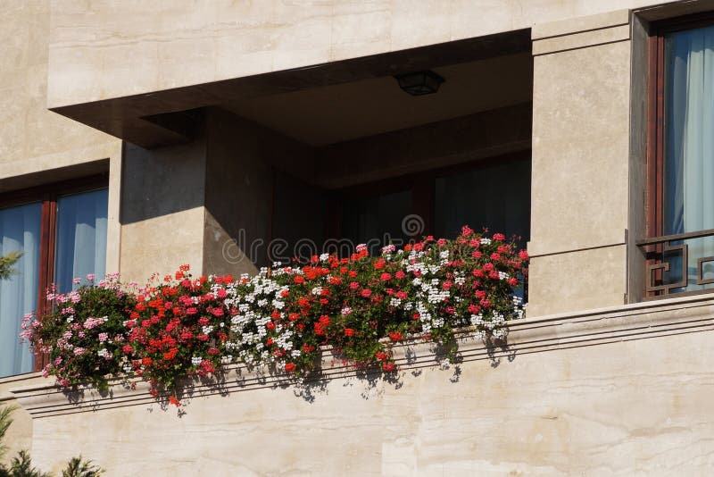 Red Geranium Flowers on the Balcony Railing Close-up Stock Photo ...