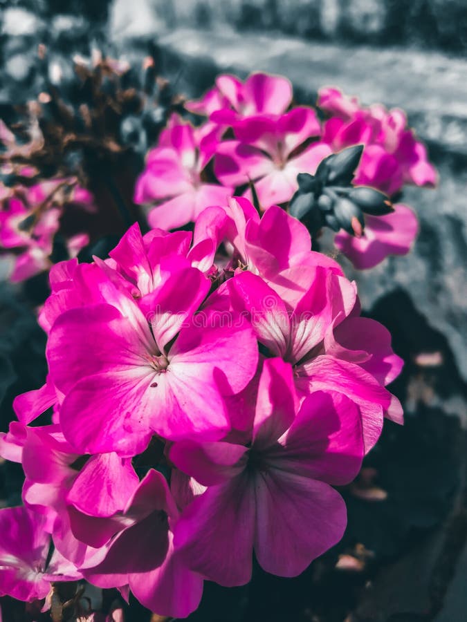 Red Geranium Flowers. Beautiful Geranium Flowers in Indian Garden Stock ...