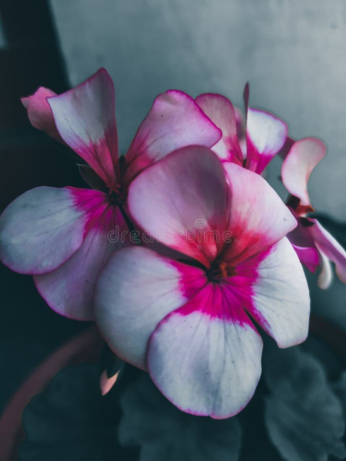 Red Geranium Flowers. Beautiful Geranium Flowers in Indian Garden Stock ...