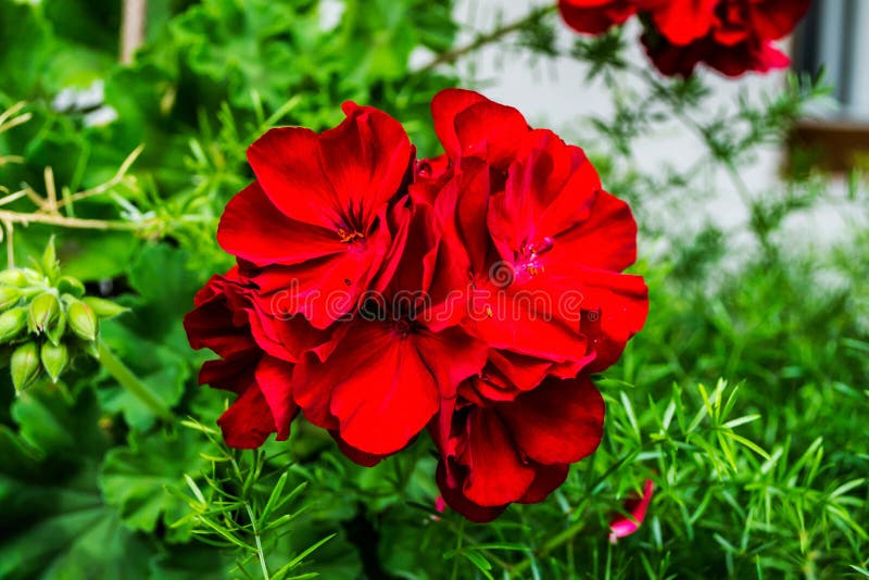 Red geranium flowers stock photo. Image of biennial - 177001520