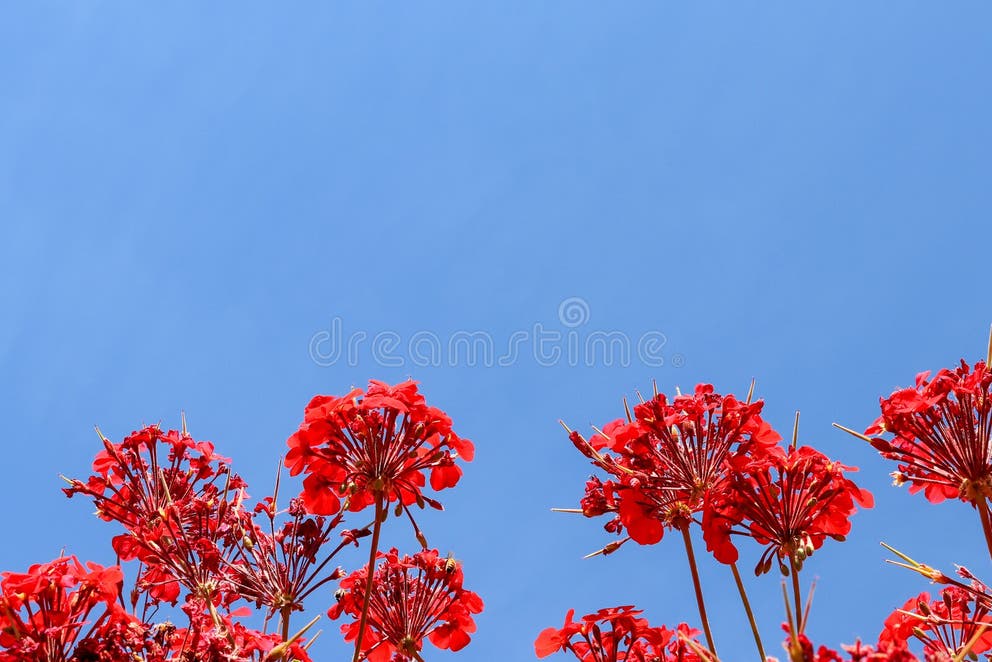 A Red Geranium Flowers in a Blue Sky Stock Photo - Image of seed ...