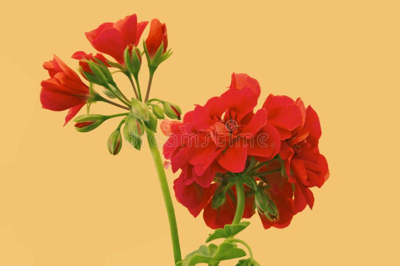Red Geranium Flowers with Buds Close Up on Orange Isolated Background ...