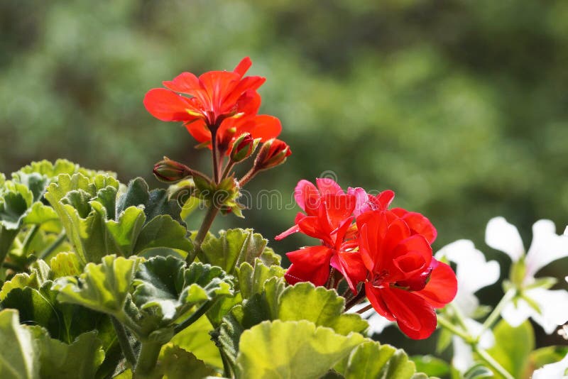 Red Geranium Flowers Close Up on Nature Background Stock Photo - Image ...
