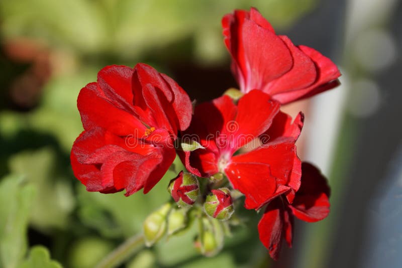 Red Geranium Flowers Close Up on Nature Background Stock Image - Image ...