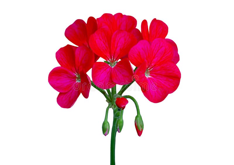 Red geranium flowers stock image. Image of grow, colour - 239778787