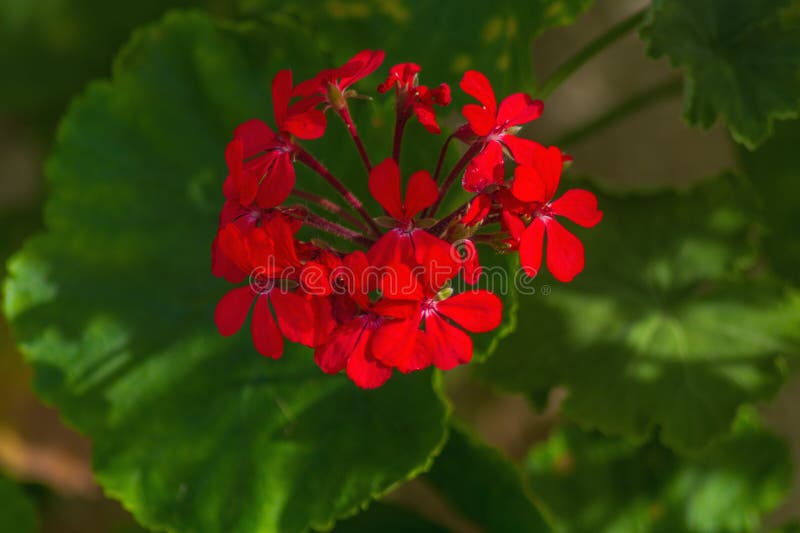 Red Geranium Flowers with Green Recognizable Leaves. Contrast of Red ...