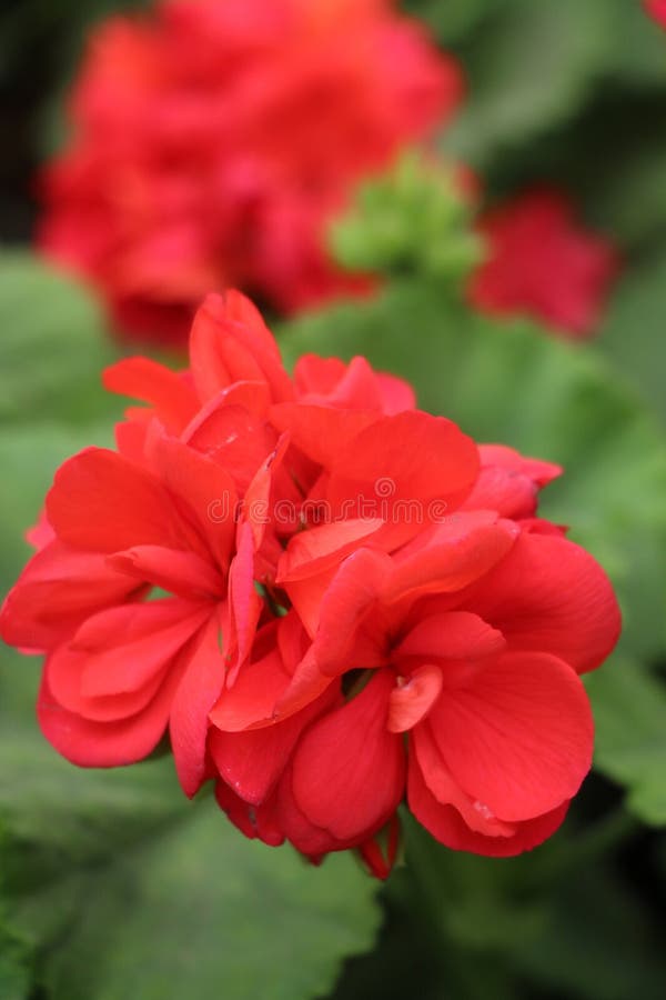 Red Geranium Flowers and Geranium Petals Stock Image - Image of petal ...