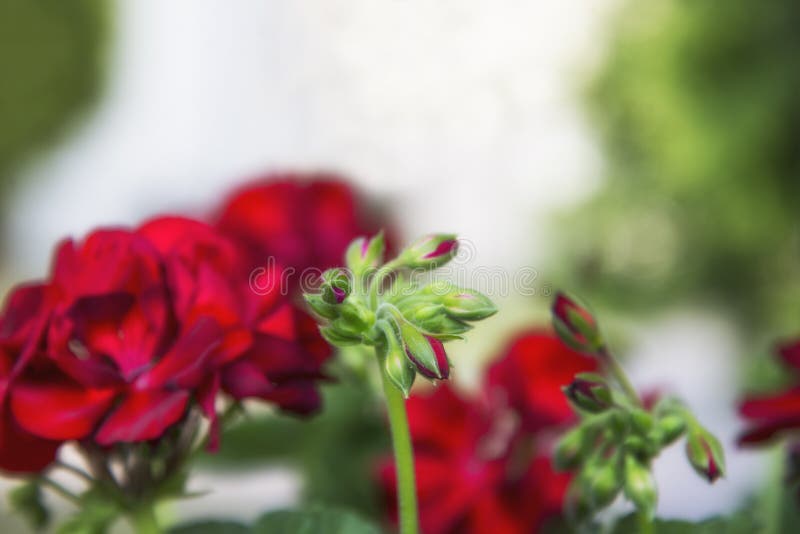 Red geranium flowers stock image. Image of closeup, color - 116826471