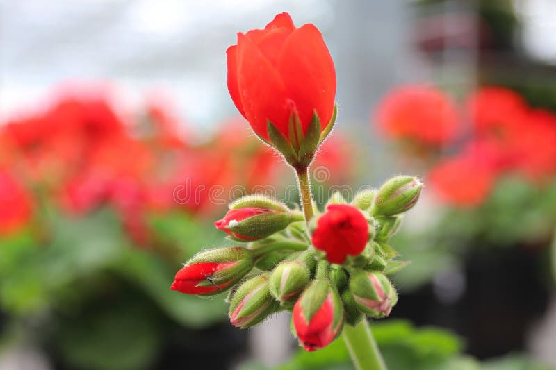 Red Geranium Flowers on a Stalk about To Bloom Stock Photo - Image of ...