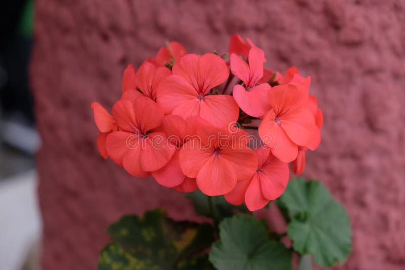 Red Geranium stock image. Image of green, springtime - 89167771