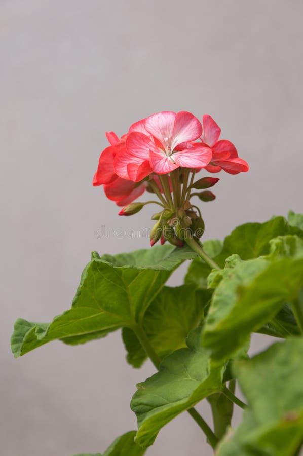 Red Geranium, Hardy Geraniums or Cranesbills. Stock Image - Image of ...