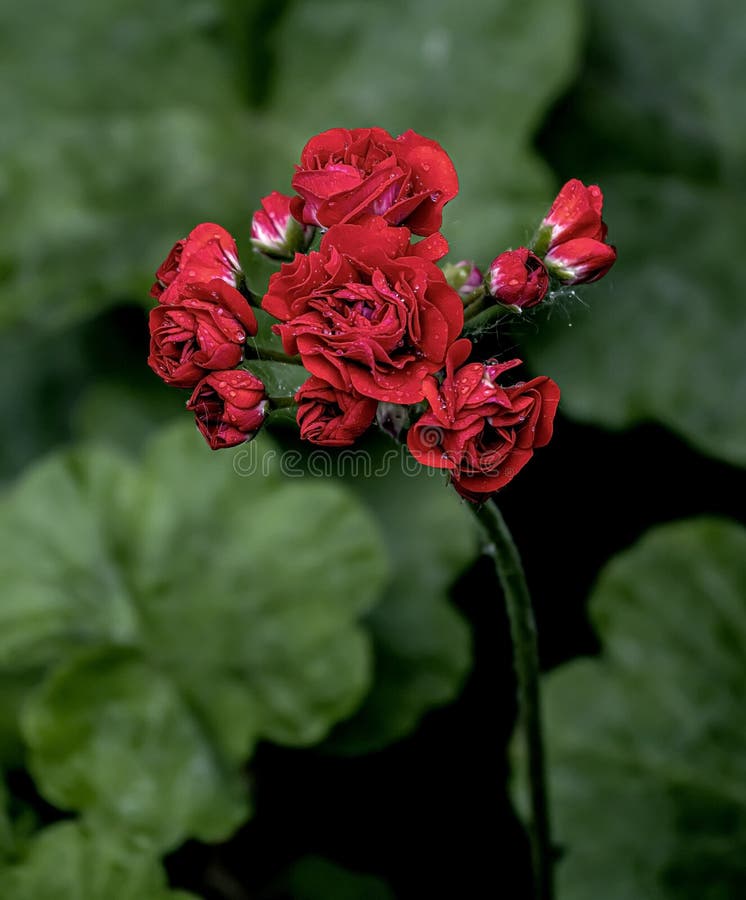 Bright Red Geranium Illuminated by the Sun Stock Photo - Image of flora ...