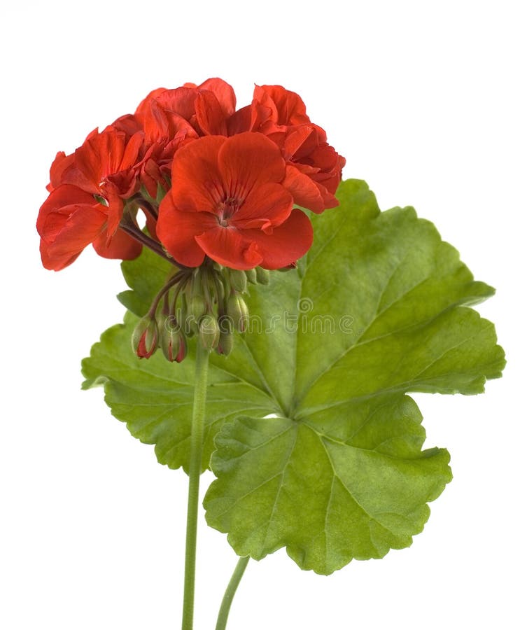 Red Geranium with Leaf Isolated Stock Photo - Image of beautiful ...