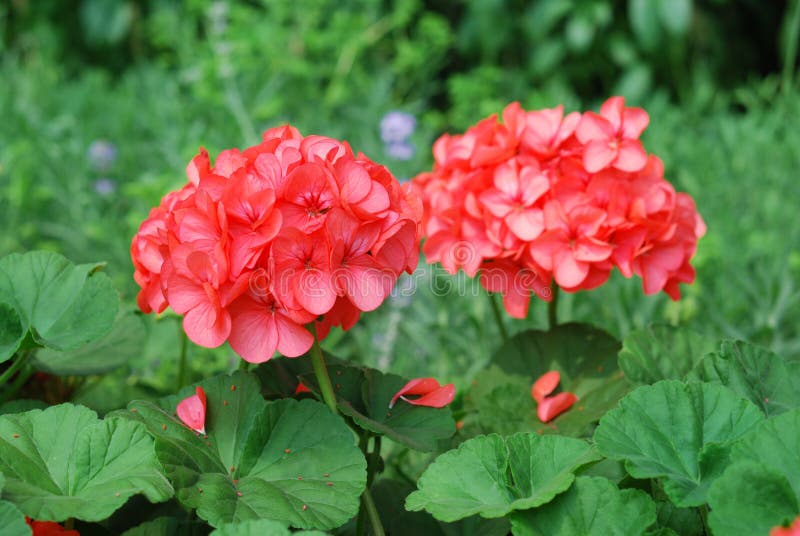 Red geranium stock image. Image of flower, backdrop, petal - 31553645