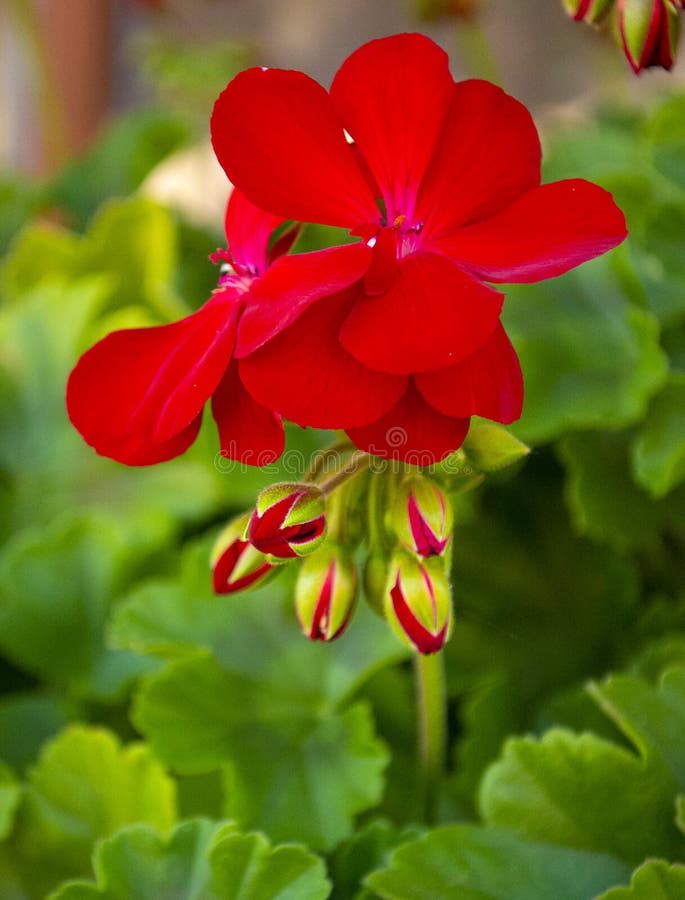 Red Geranium Pelargonium Background. Selective Focus. Spring Blossom ...