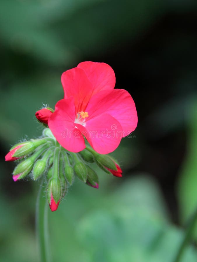 Red Geranium stock photo. Image of nature, awesome, pretty - 46841016