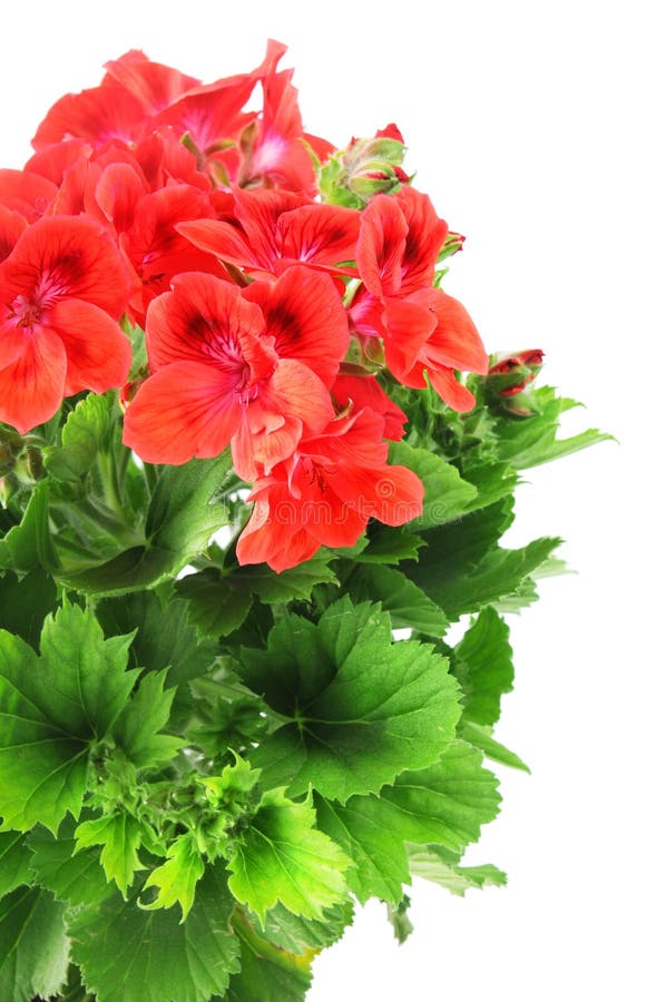 Potted Red Geranium on White Background Stock Image - Image of ...