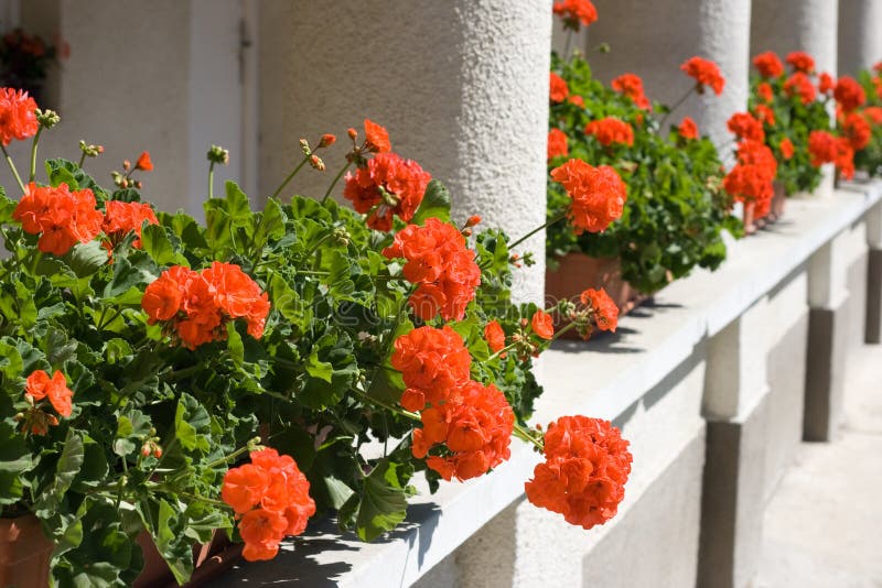 Red geraniums stock photo. Image of geometry, white, berm - 21131902